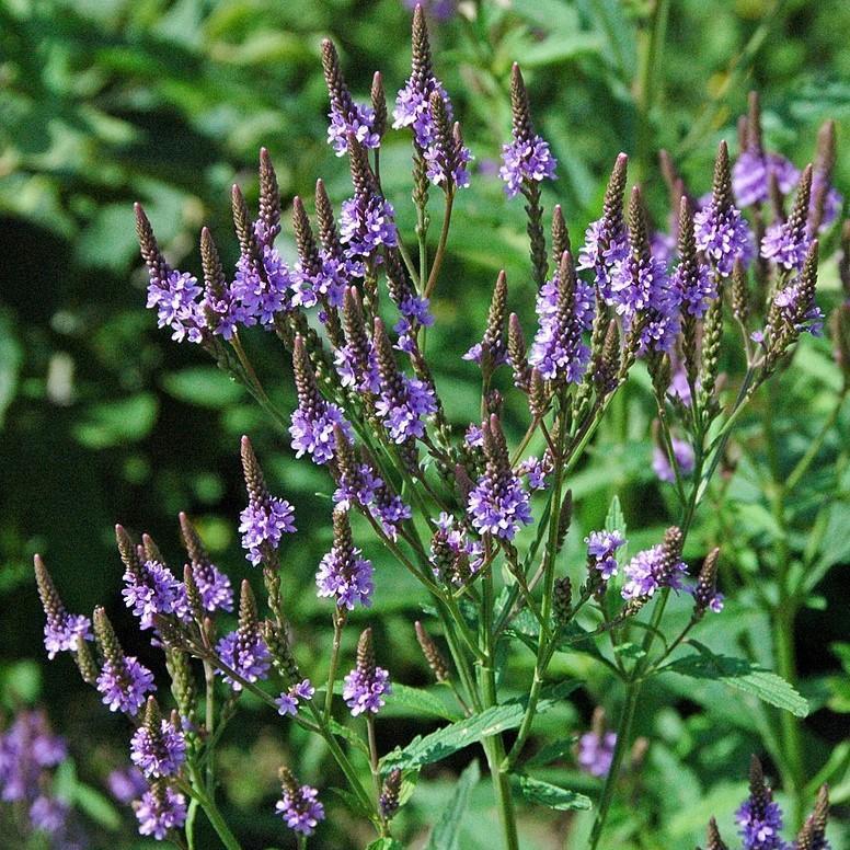 Verbena hastata (Blue Vervain)- Quart | Davis Natives
