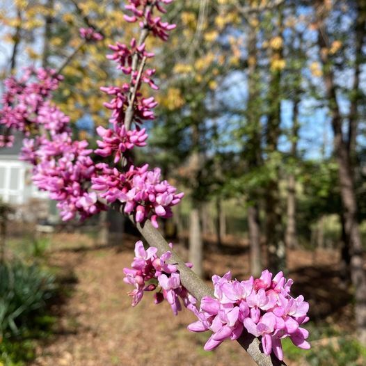 Eastern Redbud- 16-24" | Davis Natives